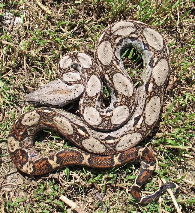 boa constrictor boa constrictor boa constrictor boa constrictor boa ...