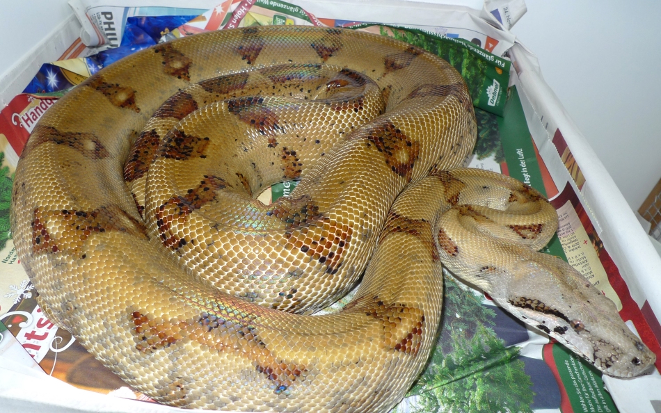 Adult boa constrictor for sale