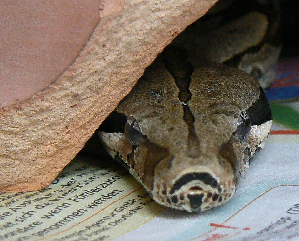 Boa constrictor Foto Archiv - das umfangreichste im Web | Stöckl - Die ...