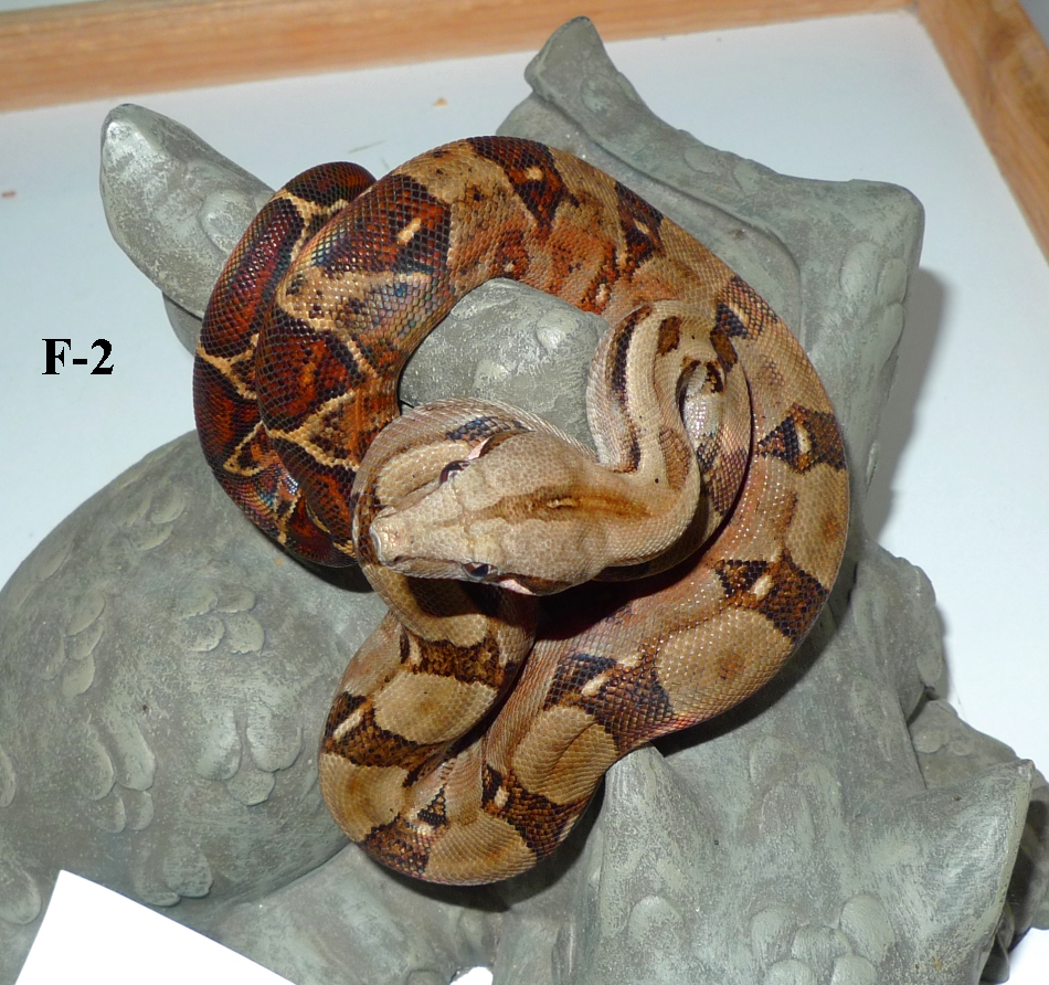 Boa c. imperator - Corn Island Boas | Stöckl - Die Nr.1 Boa constrictor ...
