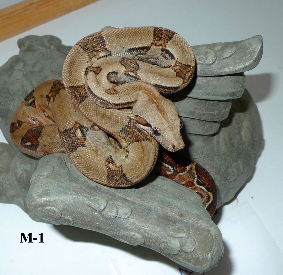 Boa c. imperator - Corn Island Boas | Stöckl - Die Nr.1 Boa constrictor ...