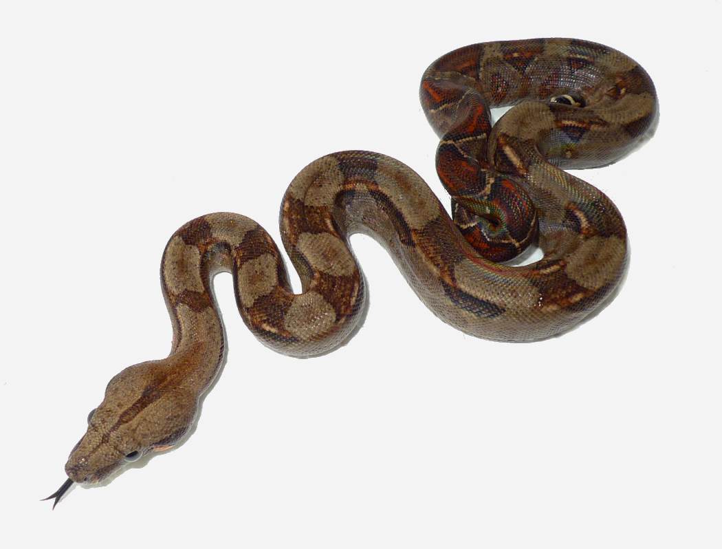 Corn Island Boa kaufen - Boa c. imperator kaufen | Stöckl - Die Nr.1 ...