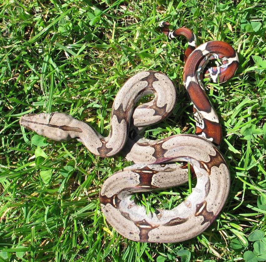 Boa constrictor Photo Archive - The most comprehensive collection of ...